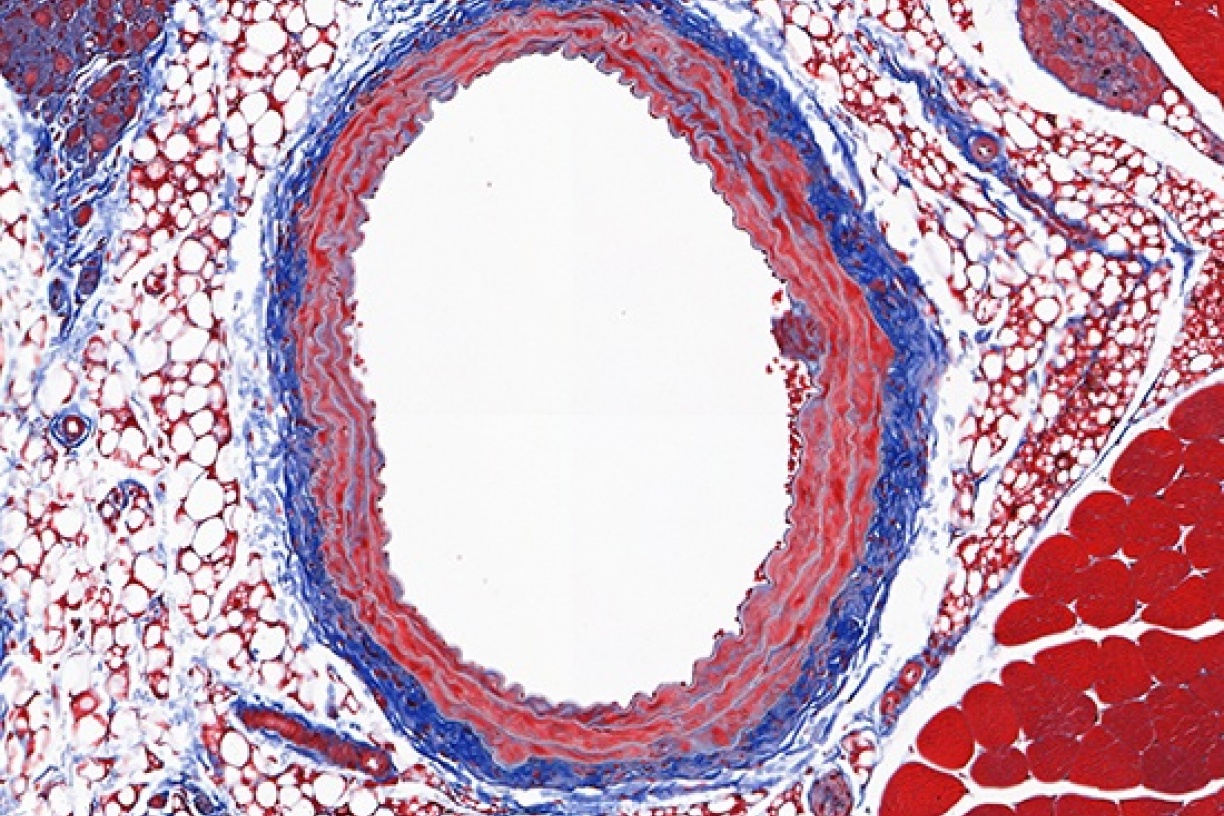 Welcome | Digital Histology Shared Resource